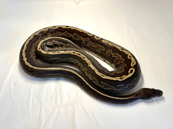 Onyx Ball Python by SFB Exotics