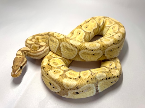 Banana Mojave Ball Python by SFB Exotics
