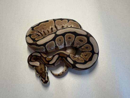 Cinnamon Spider Ball Python by SFB Exotics