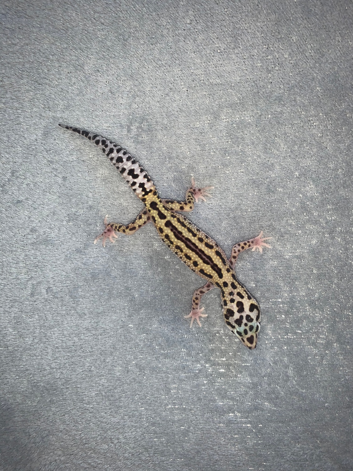TSF Super Mack Snow Reverse Stripe Het Tremper Albino Het Eclipse ...