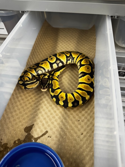 Pastel Pos Het Monsoon Cb24 Ball Python by Everything Scales