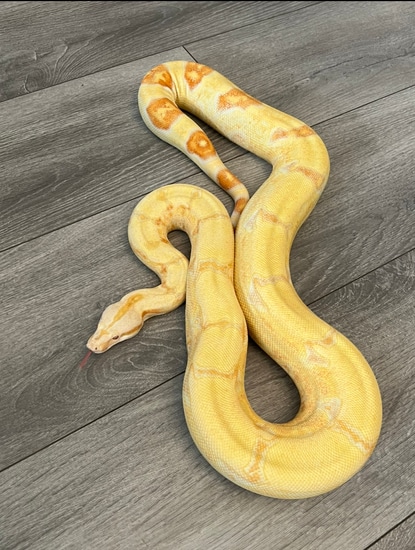 Rtb Kahl Fire Boa Constrictor by Knockout Boas