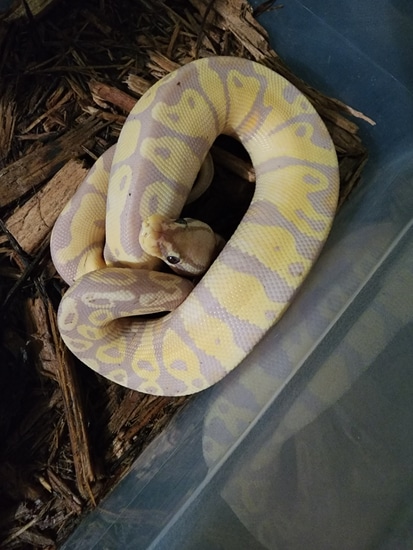 Banana Pastel Ball Python by CBCM Exotics