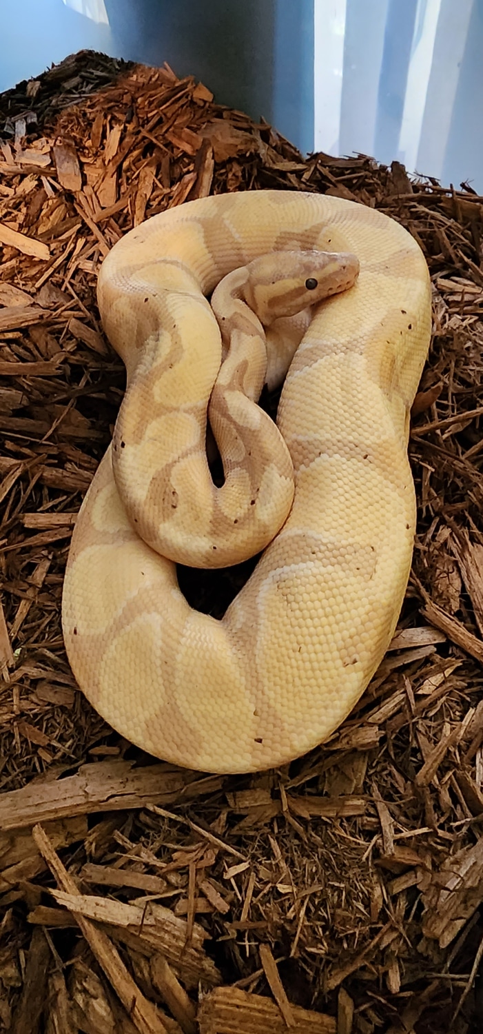 Banana Enchi Ball Python by CBCM Exotics - MorphMarket