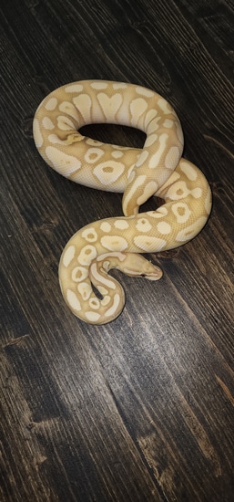 Banana Pastel Lesser Ball Python by CBCM Exotics