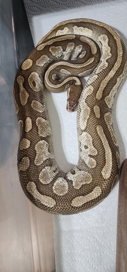 Lesser Ball Python by CBCM Exotics