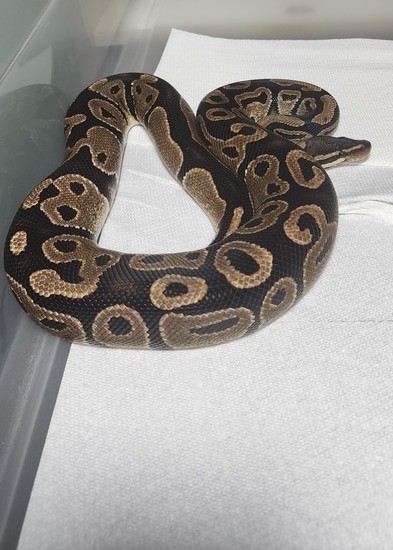 Possible Volta Ball Python By Cbcm Exotics