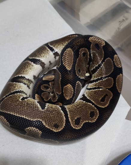 Normal Ball Python by CBCM Exotics