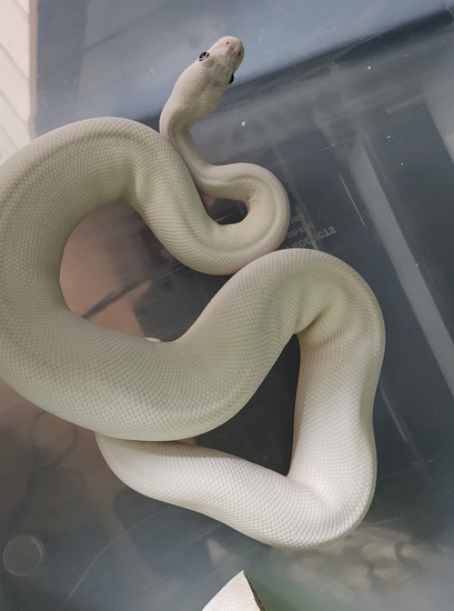 Super Lesser Ball Python by CBCM Exotics