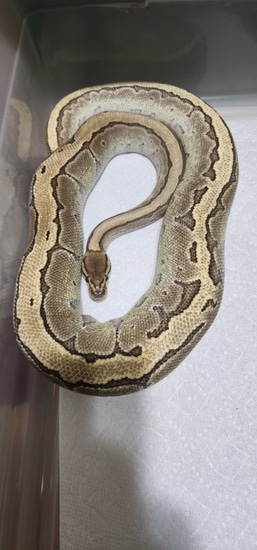 Kingpin Ball Python by CBCM Exotics