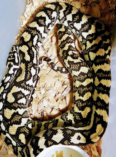 W/ Jaguar Siblings Coastal Carpet Python by Jackson's Exotics