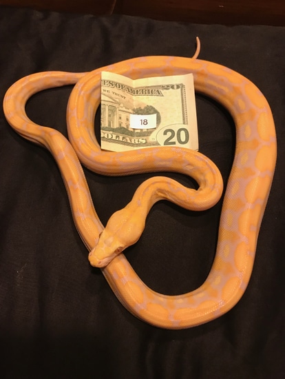 Albino Lavender Tiger Retic # 218 Reticulated Python by Beyond Wild ...