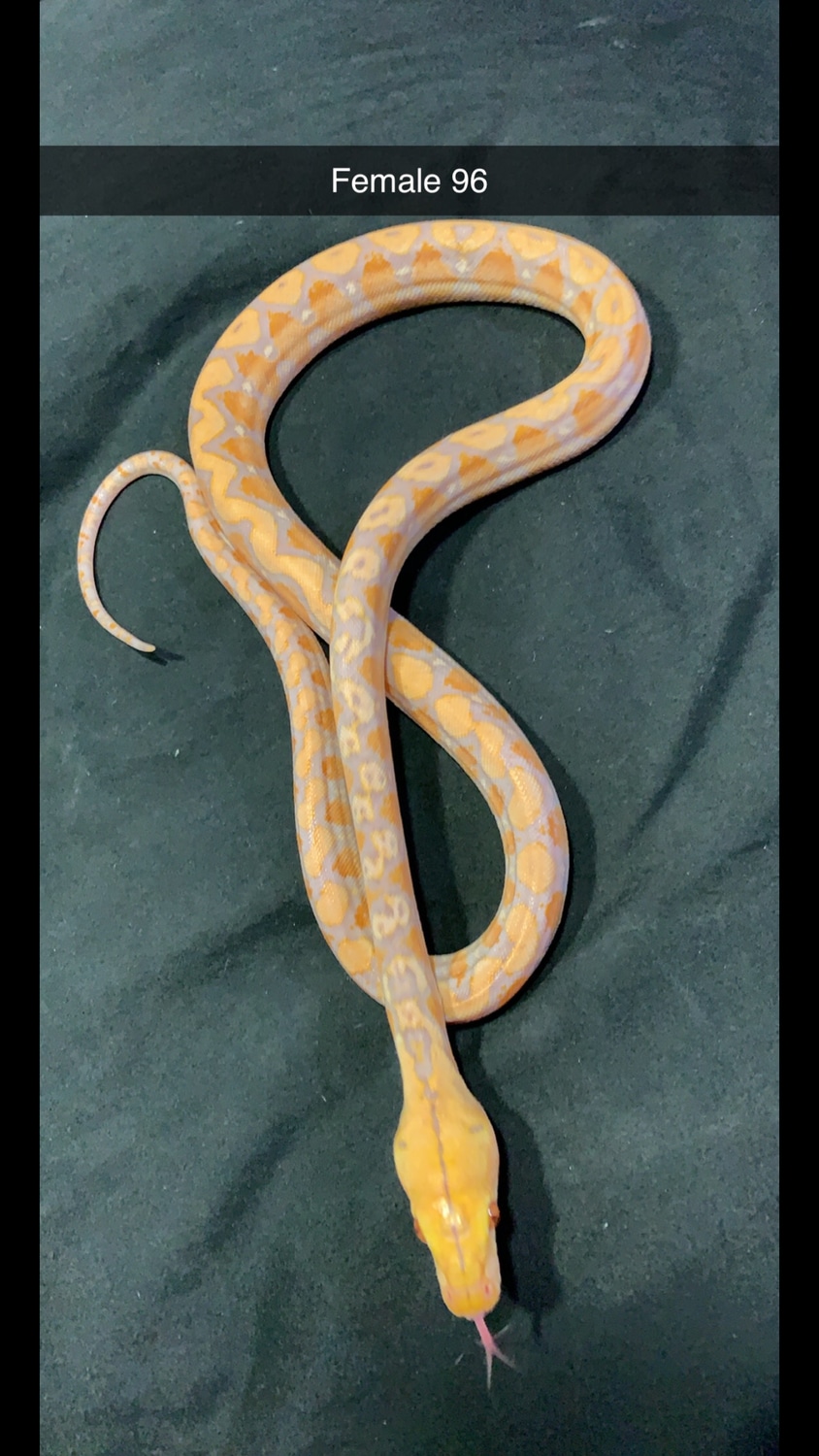 Lavender Het Pied Reticulated Python by Beyond Wild Reptiles - MorphMarket