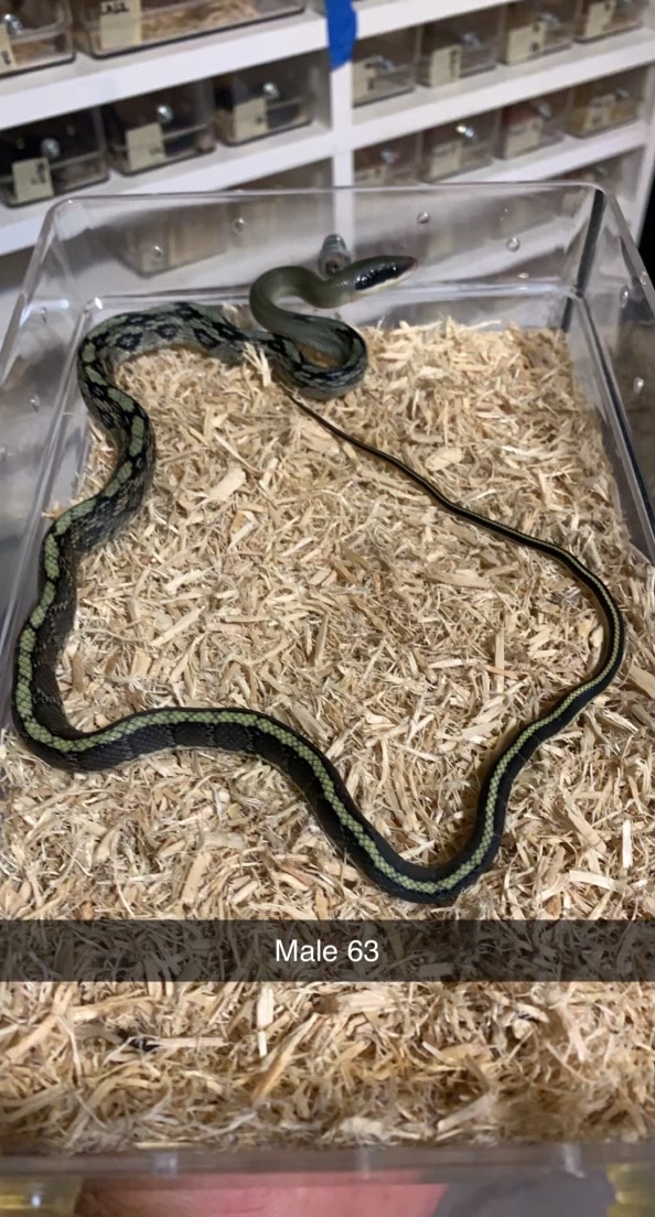 Blue Beauty Rat Snake by Beyond Wild Reptiles - MorphMarket