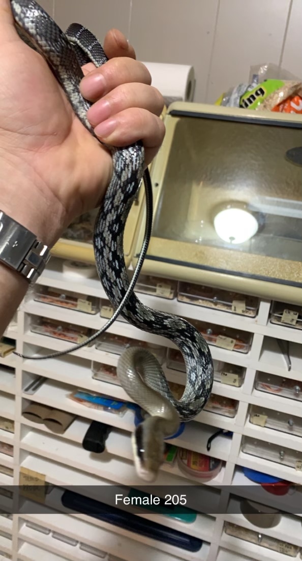 Blue Beauty Rat Snake by Beyond Wild Reptiles - MorphMarket