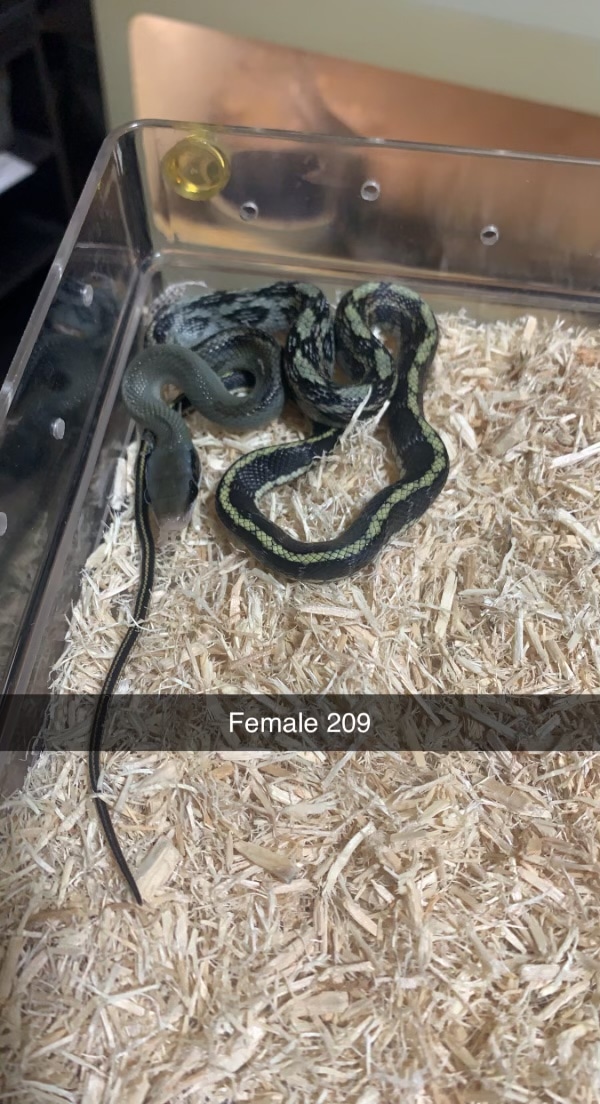 Blue Beauty Rat Snake by Beyond Wild Reptiles - MorphMarket