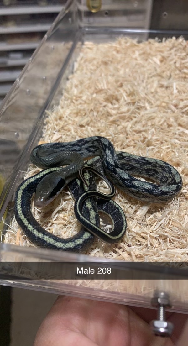 Blue Beauty Rat Snake by Beyond Wild Reptiles - MorphMarket