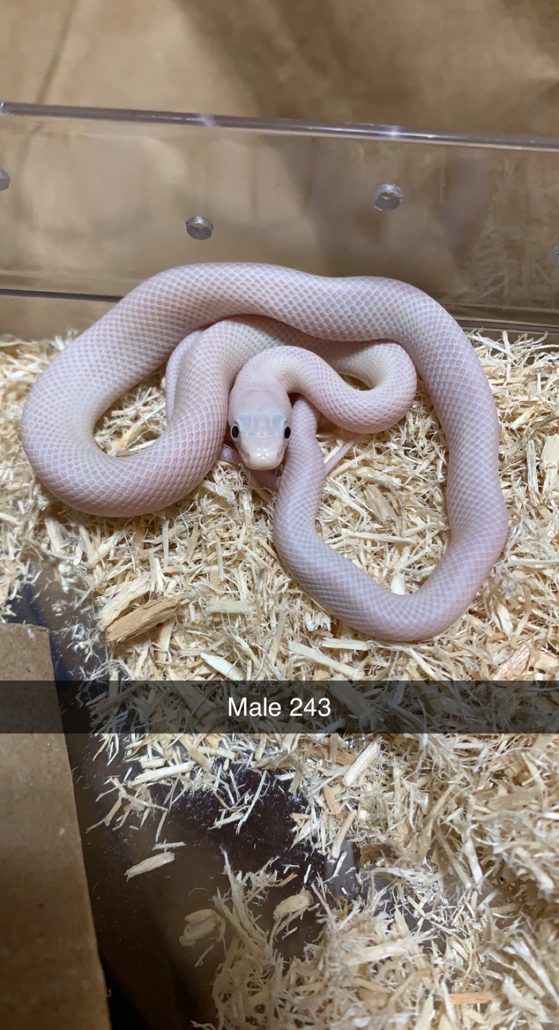 Leucistic Texas Western Rat Snake by Beyond Wild Reptiles - MorphMarket