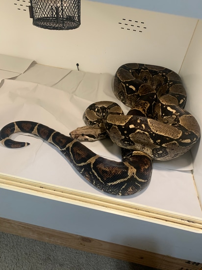 Colombian Red Tailed Boa 7 1/2 Foot Monster True Red-Tailed Boa ...