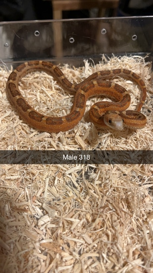 Red Scaleless Texas Western Rat Snake by Beyond Wild Reptiles