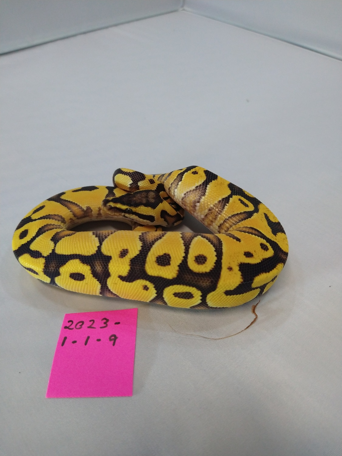 Super Pastel Yellow Belly Enchi Het Clown Ball Python by CMA Reptiles ...