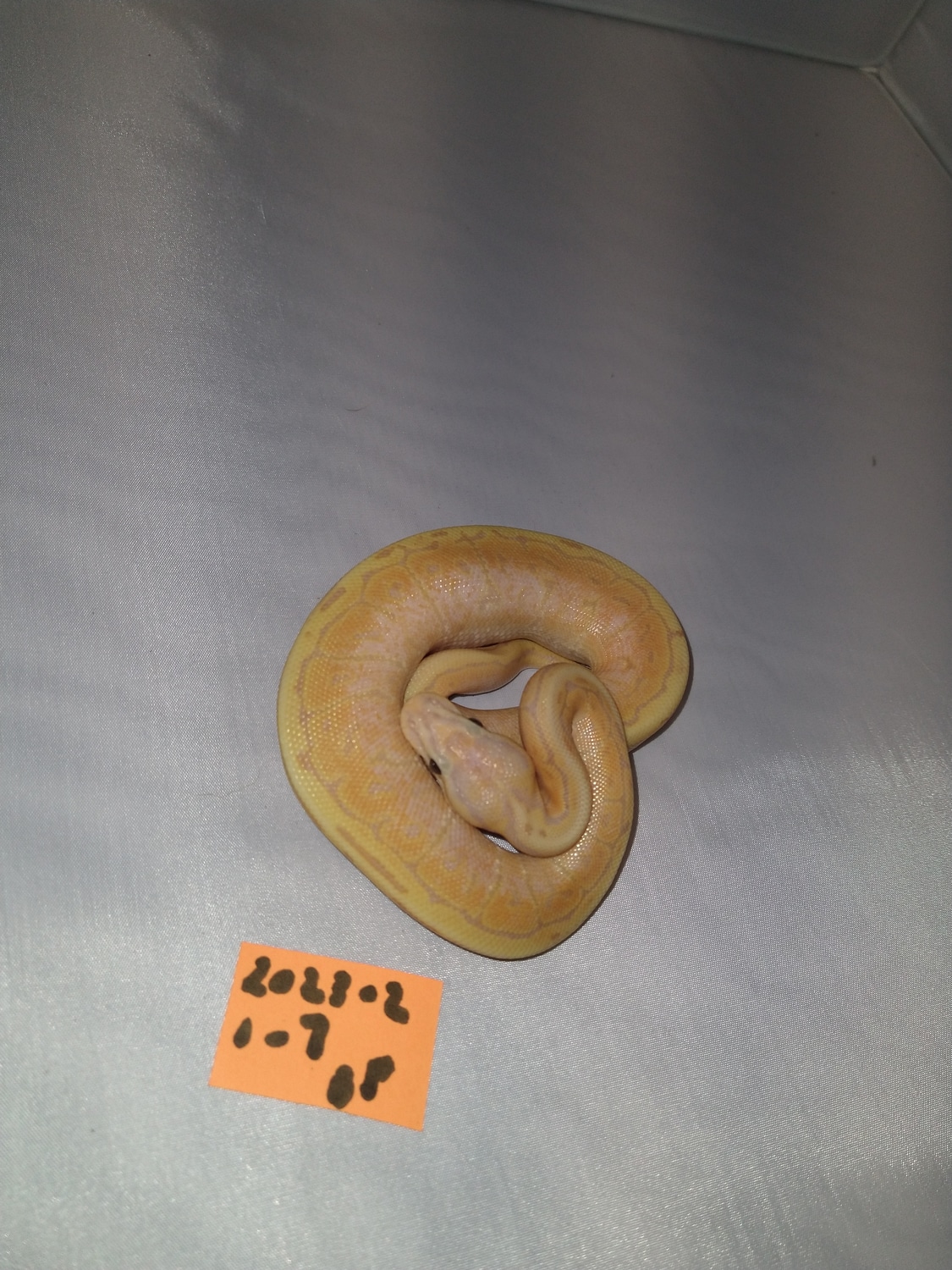 Banana Pinstripe Ball Python by CMA Reptiles - MorphMarket