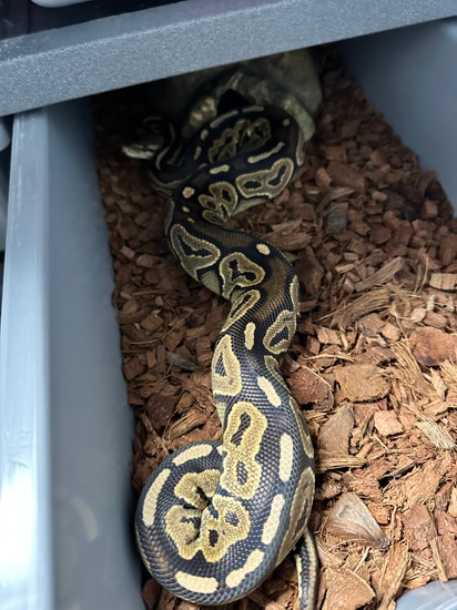 Cinnamon Ball Python by CMA Reptiles