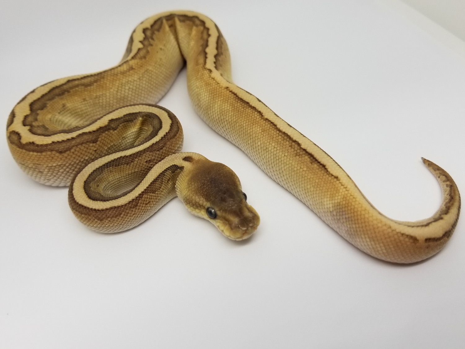 Calico Cinnamon Kingpin Ball Python by CK Industries - MorphMarket