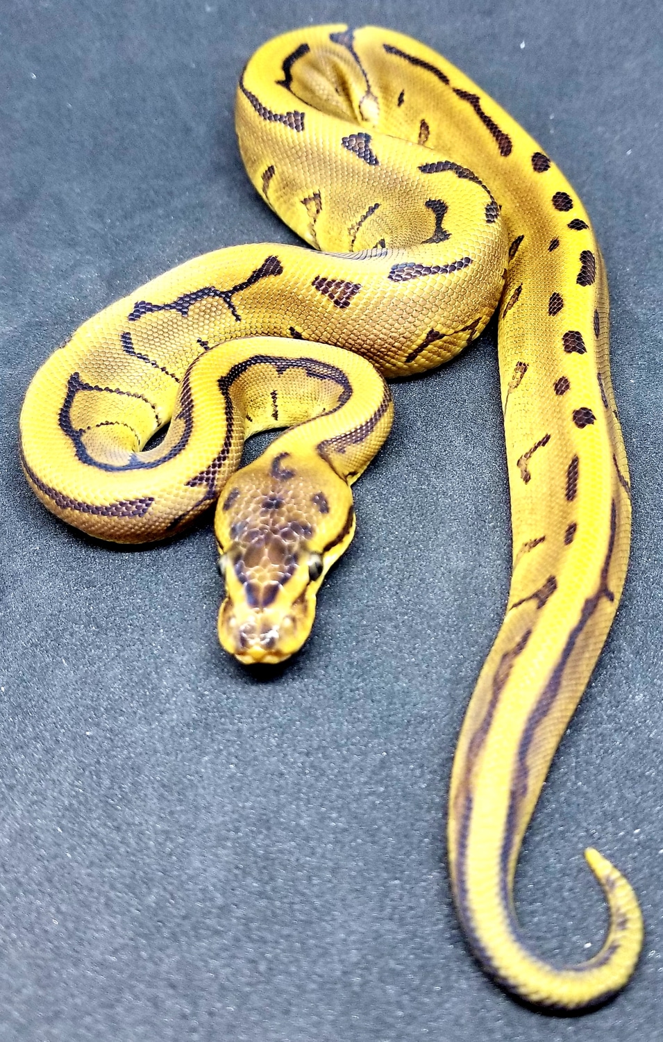 2020 Female Chocolate Enchi Pinstripe Ball Python by CK Industries ...