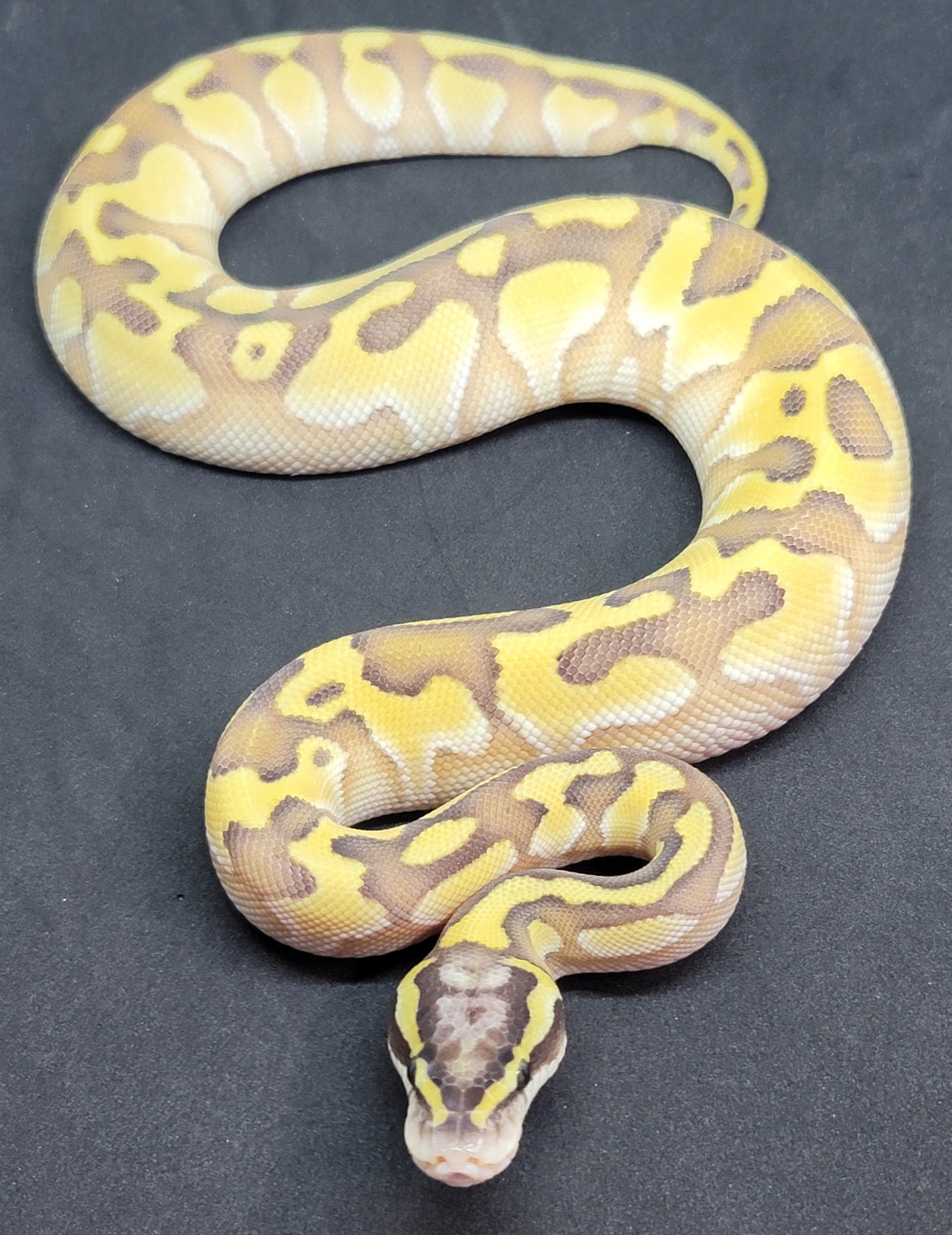 2020 Male Enchi, Lesser, Pastel, Orange Dream Ball Python by CK ...