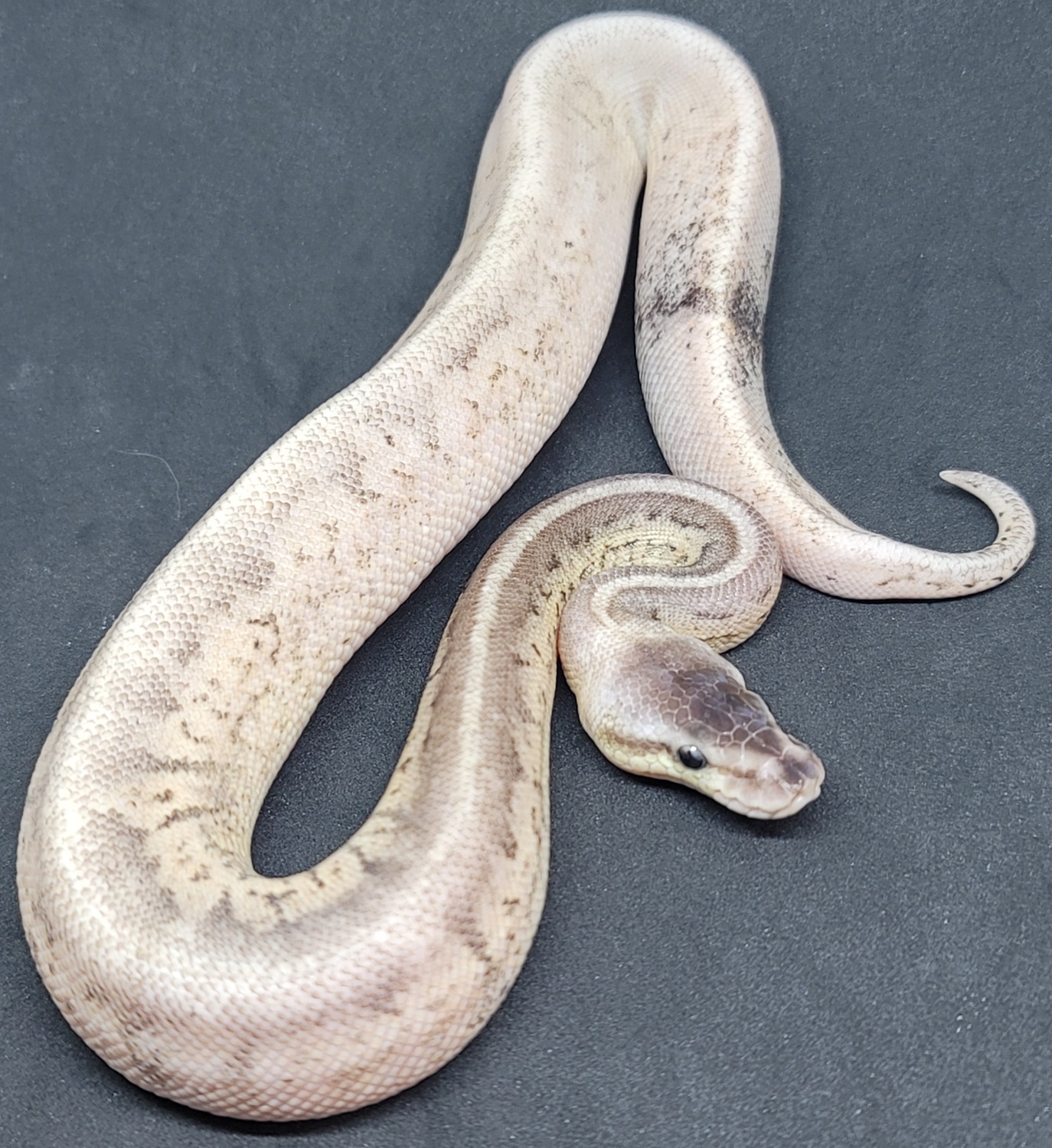 2020 Male Calico, Orange Dream, Black Pastel, Kingpin Ball Python by CK ...