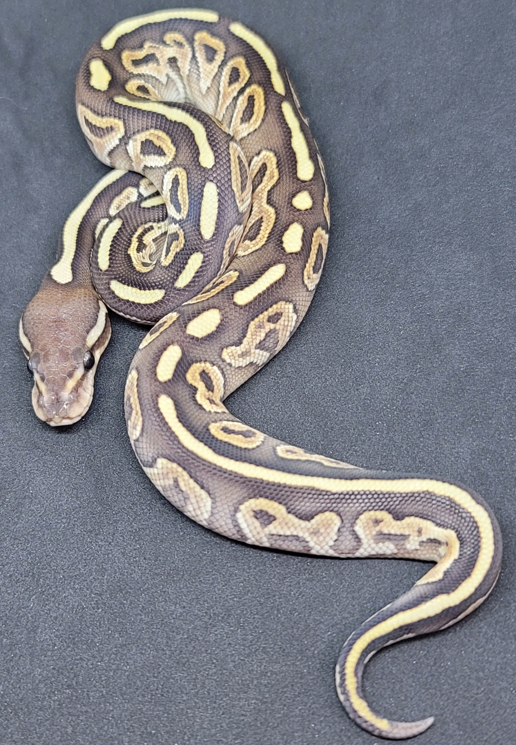 2020 Male Orange Dream, Mojave Ball Python by CK Industries - MorphMarket