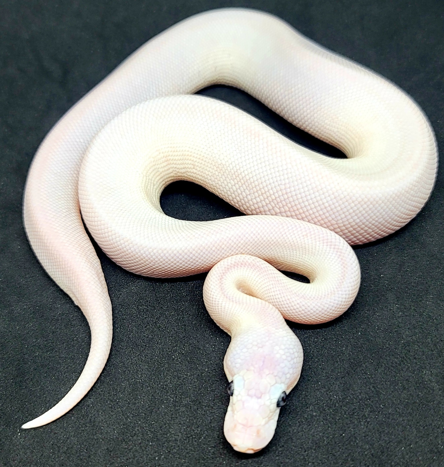 2020 Male Pastel Lesser Mojave (BEL) Ball Python by CK Industries ...