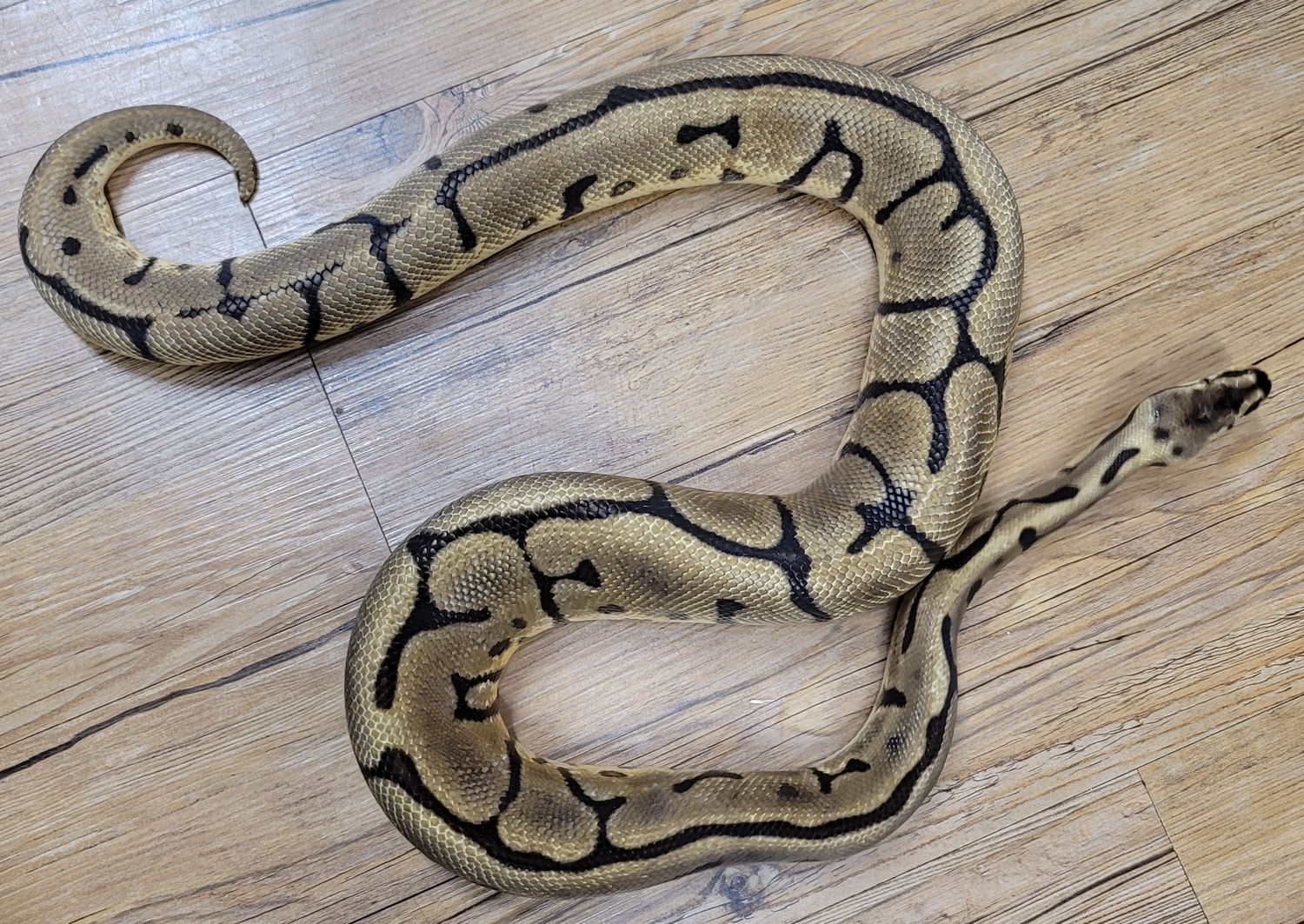 2017 Male Enchi Leopard Spider Ball Python by CK Industries - MorphMarket