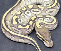 2021 Female Black Widow 66% Het Clown Ball Python by CK Industries ...