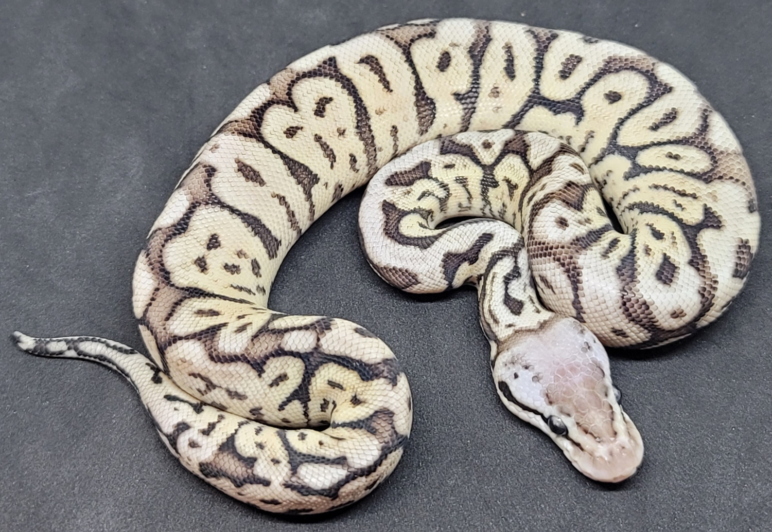 2021 Female Black Widow 66% Het Clown Ball Python by CK Industries ...