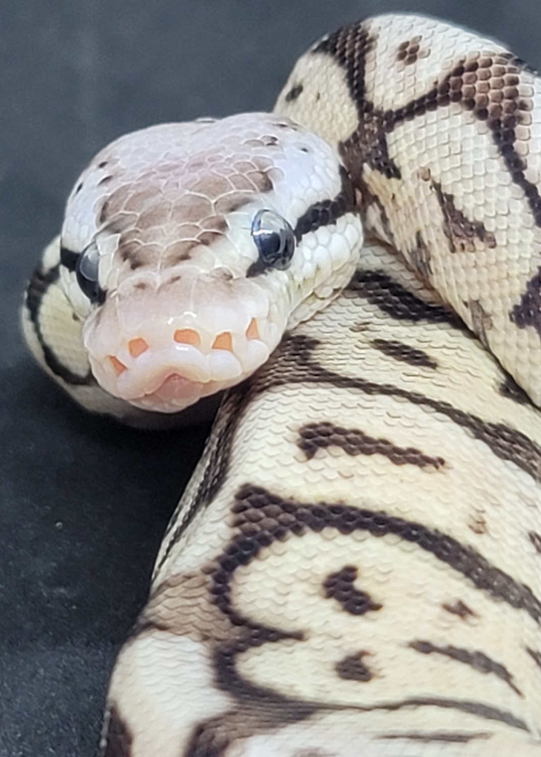 2021 Female Black Widow 66% Het Clown Ball Python by CK Industries ...
