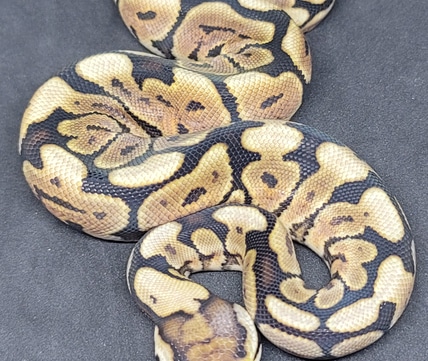 Female Chocolate Pinstripe Clown Ball Python by CK Industries - MorphMarket