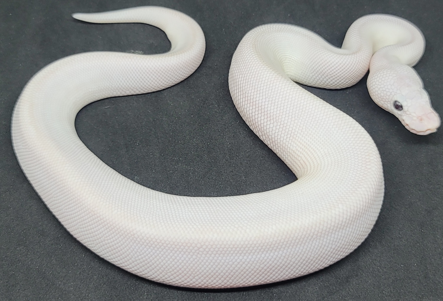 Male Super Lesser (BEL) Ball Python by CK Industries - MorphMarket