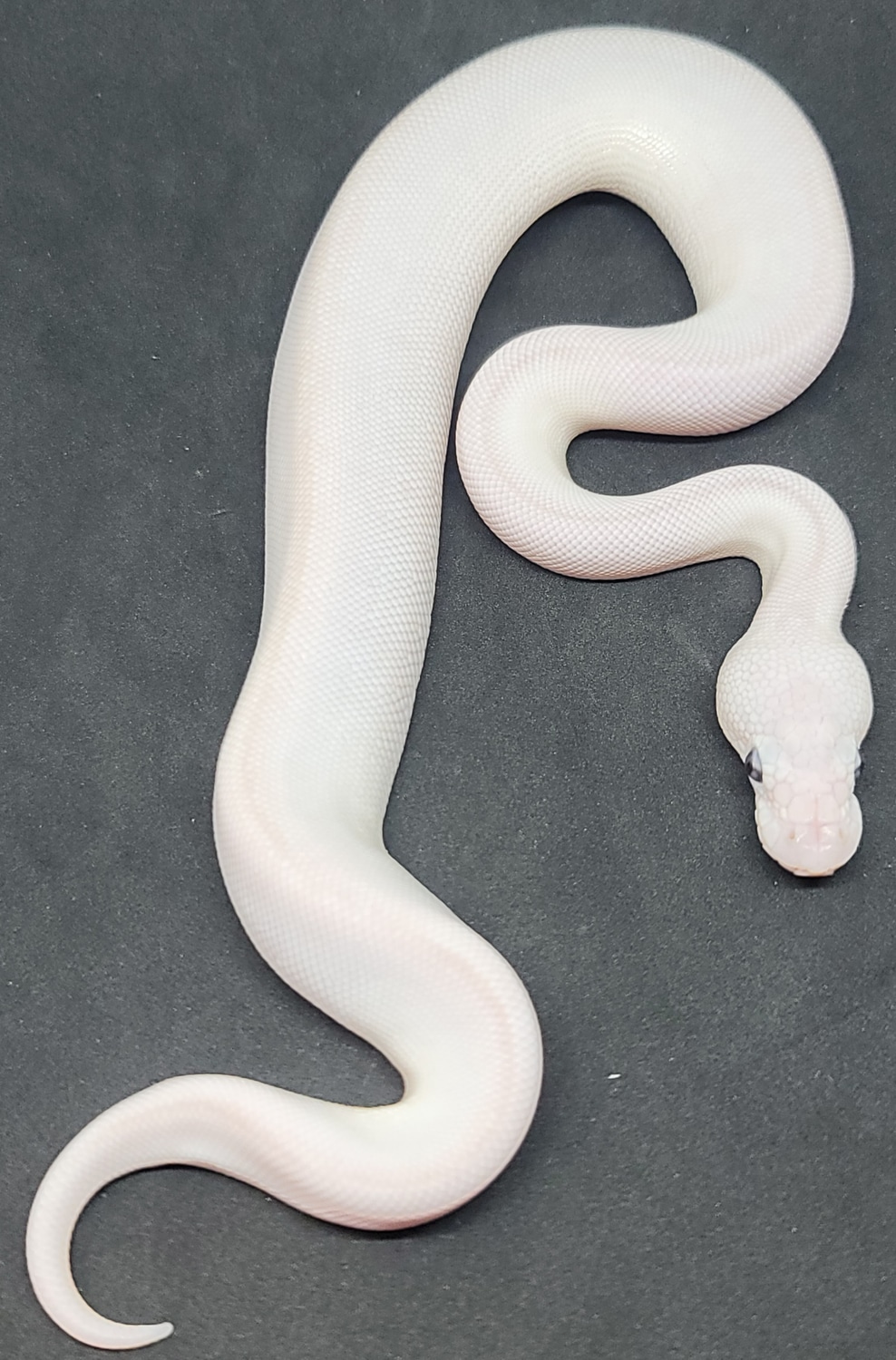 Male Super Lesser (BEL) Ball Python by CK Industries - MorphMarket