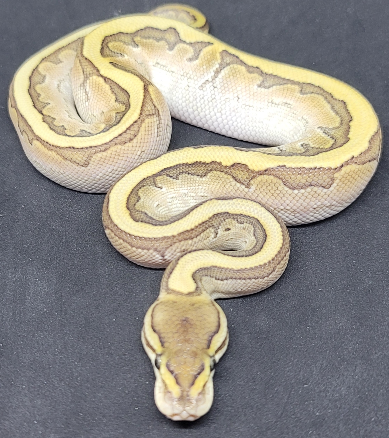 Male Calico Kingpin Ball Python by CK Industries - MorphMarket