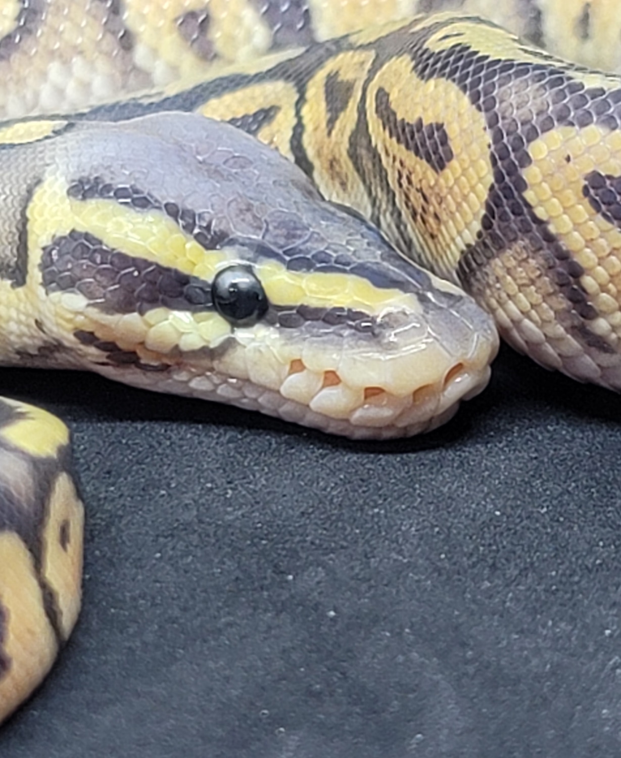 Male Pastel Ghost Ball Python by CK Industries - MorphMarket