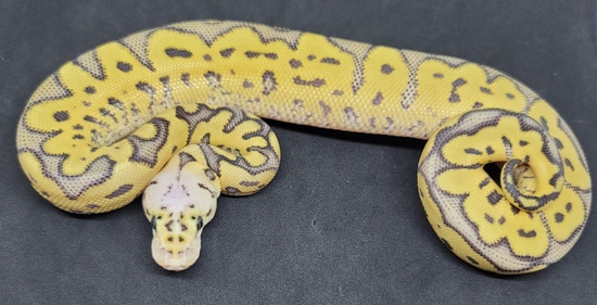 Male Killer Clown Ball Python by CK Industries