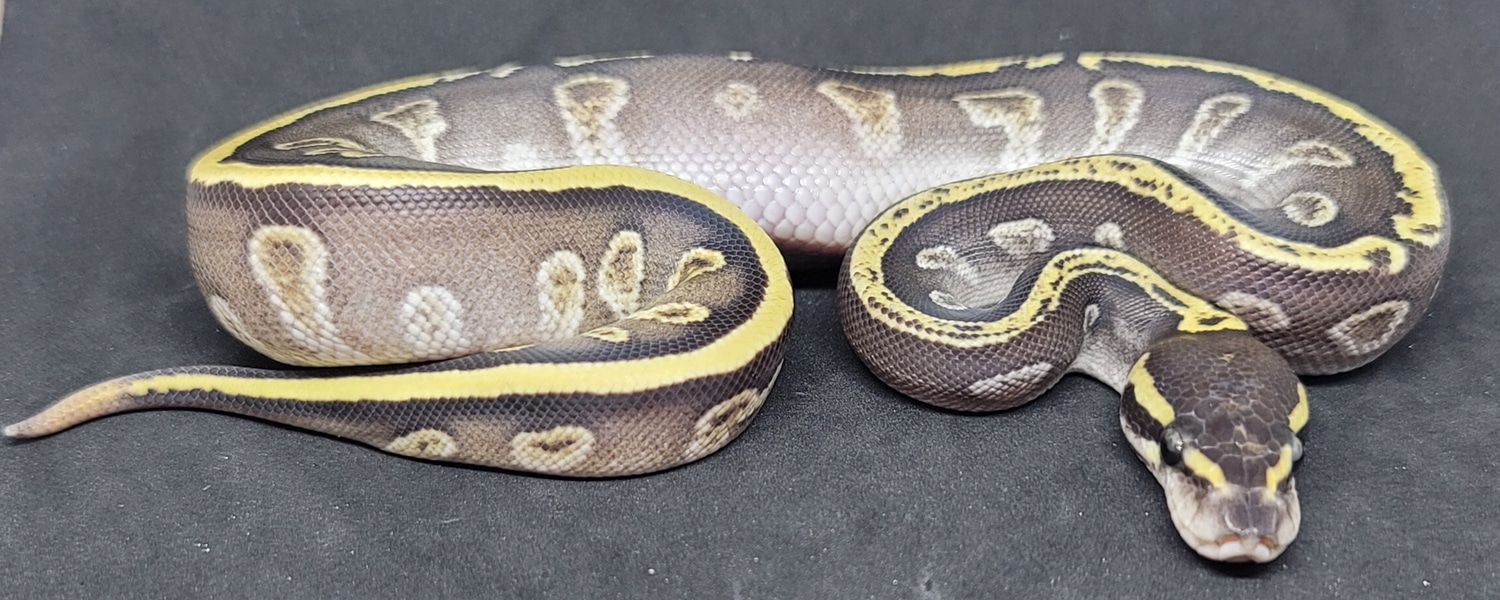 Female GHI Mojave Orange Dream Ball Python by CK Industries - MorphMarket