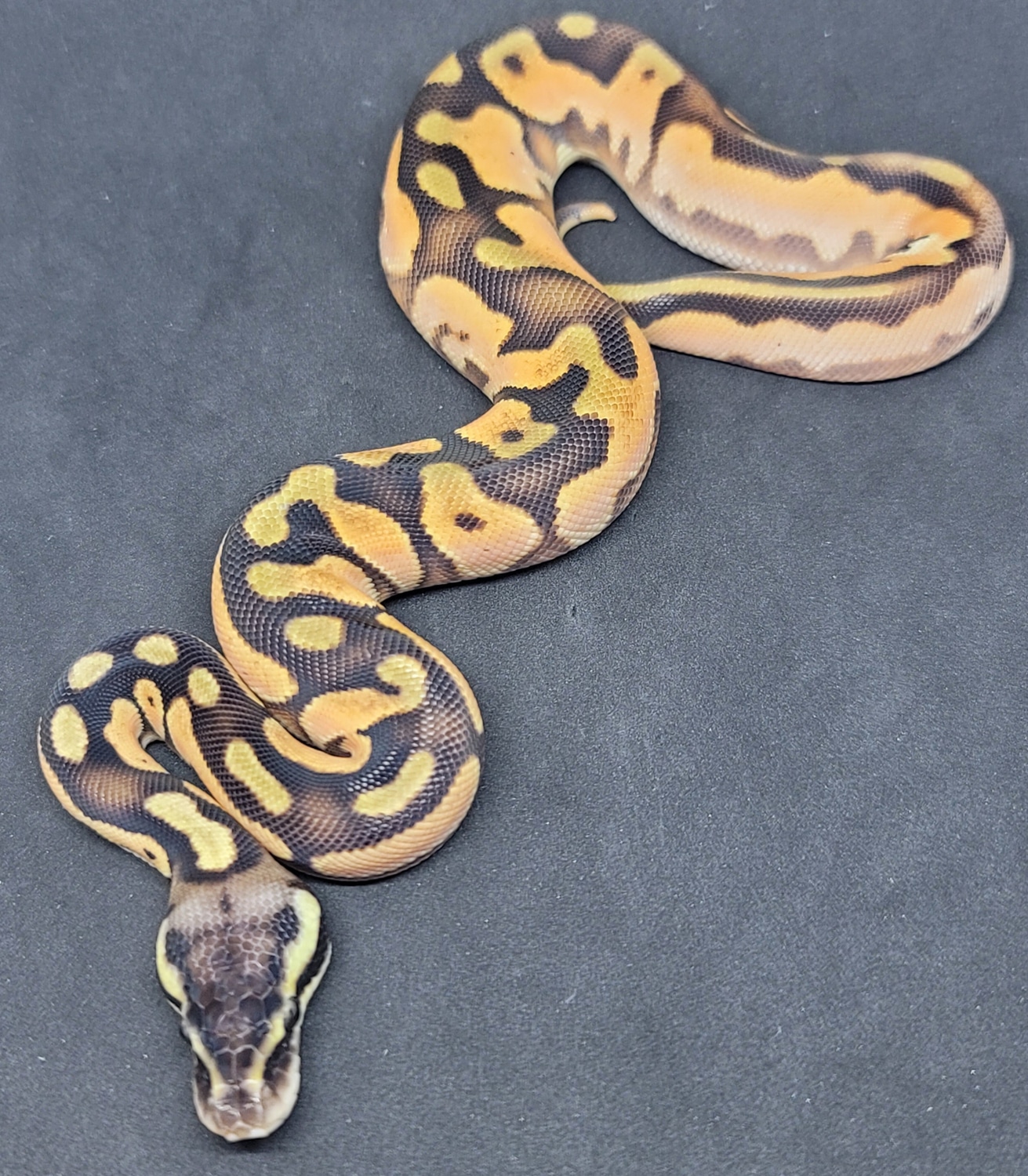 Female Super Orange Dream Pastel Ball Python by CK Industries - MorphMarket