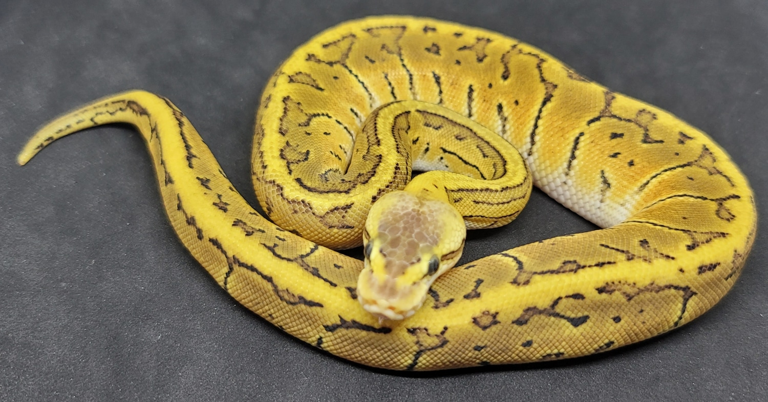 Female Enchi Lemonblast Het Albino Clown Ball Python by CK Industries ...
