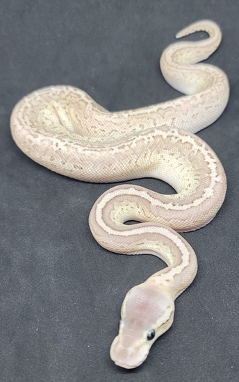 Male Black Pewter Kingpin Ball Python by CK Industries