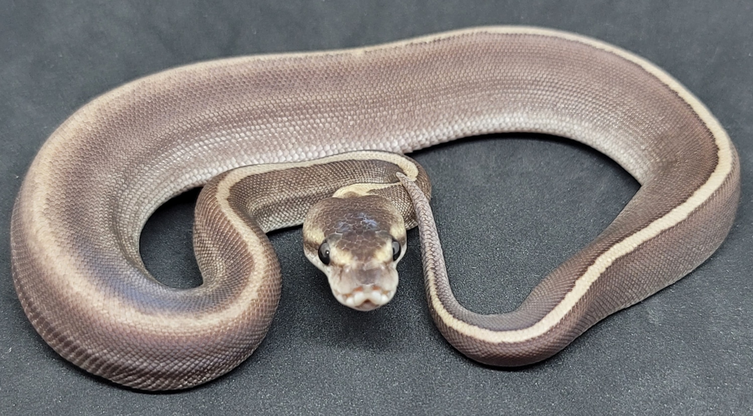 Female Chocolate GHI Mojave Pinstripe Ball Python by CK Industries ...