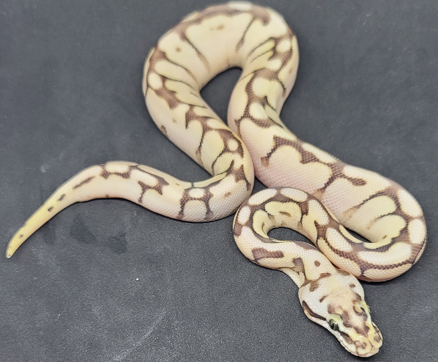 Male Queen Bee Ball Python by CK Industries - MorphMarket