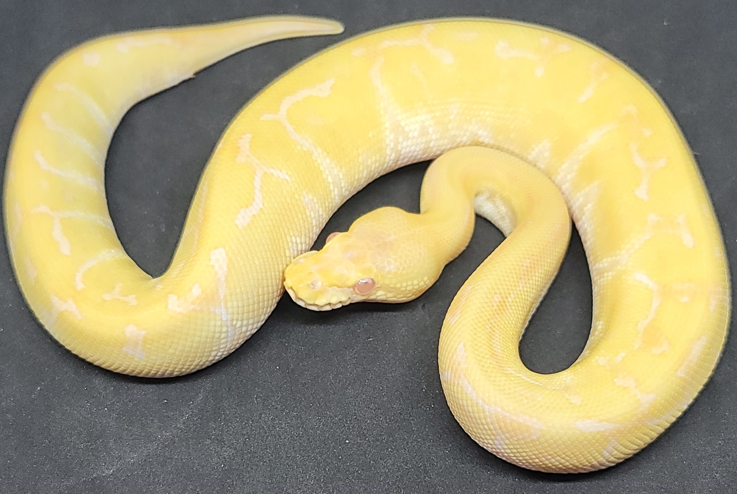 Albino Enchi Pinstripe Het Clown Ball Python by CK Industries - MorphMarket